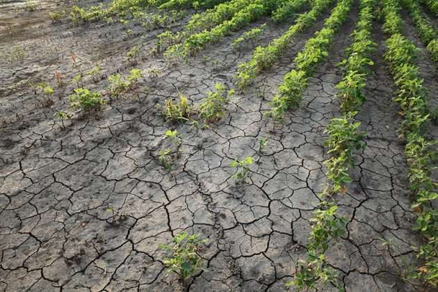 Drought has California Farms Destroying Crops, Rather Than Pay for ...